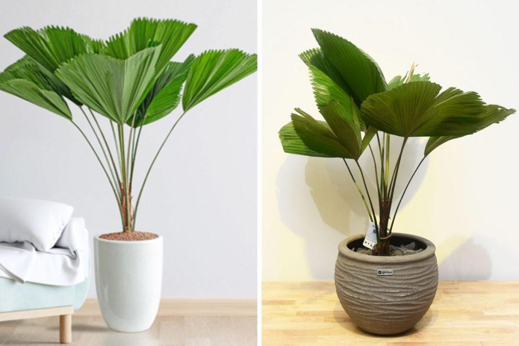 Gợi ý 20+ Mẫu Cây để Bàn Giám đốc Tuổi Mùi May Mắn, Tài Lộc