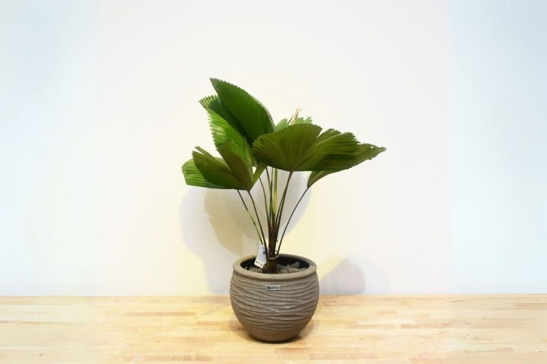 Hướng Dẫn Chọn Cây để Bàn Giám đốc Tuổi Dần Chiêu Tài Lộc