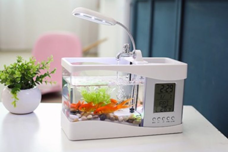 Top 20+ Mẫu Bể Cá Mini để Bàn Làm Việc đẹp Mắt, ấn Tượng